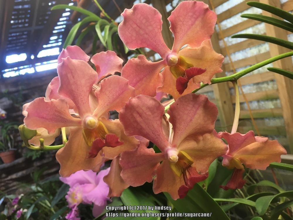 Orchid (Papilionanda Josephine van Brero) - Garden.org