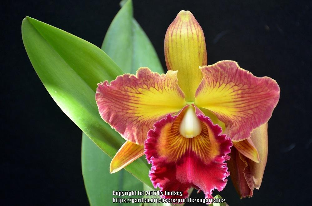 Photo of the bloom of Orchid (Rhyncholaeliocattleya Lai's Phoenix Angel ...
