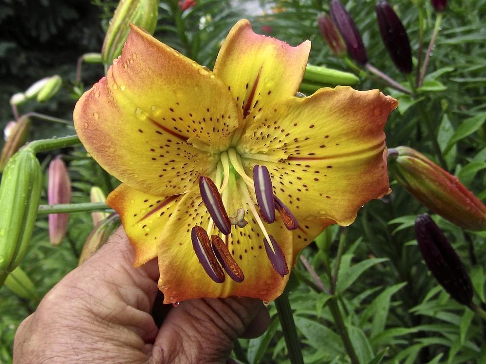 Lily Seedlings with nectary "flares" in the Lilies forum - Garden.org