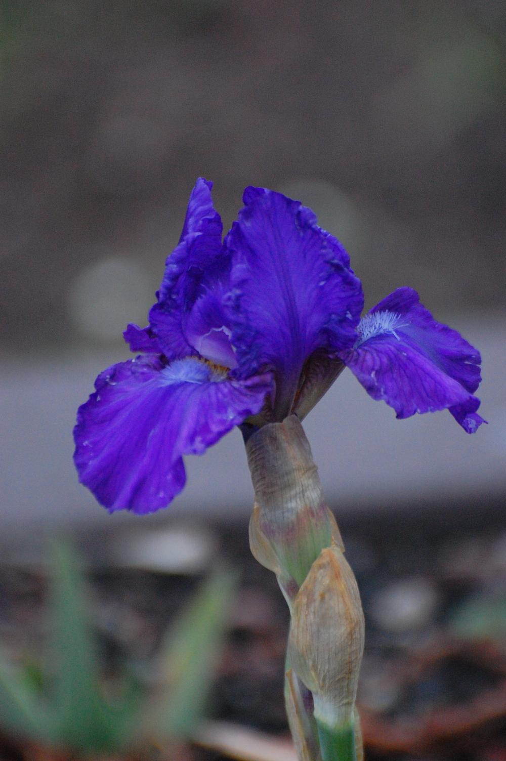 Photo of the bloom of Intermediate Bearded Iris (Iris 'Double Overtime ...