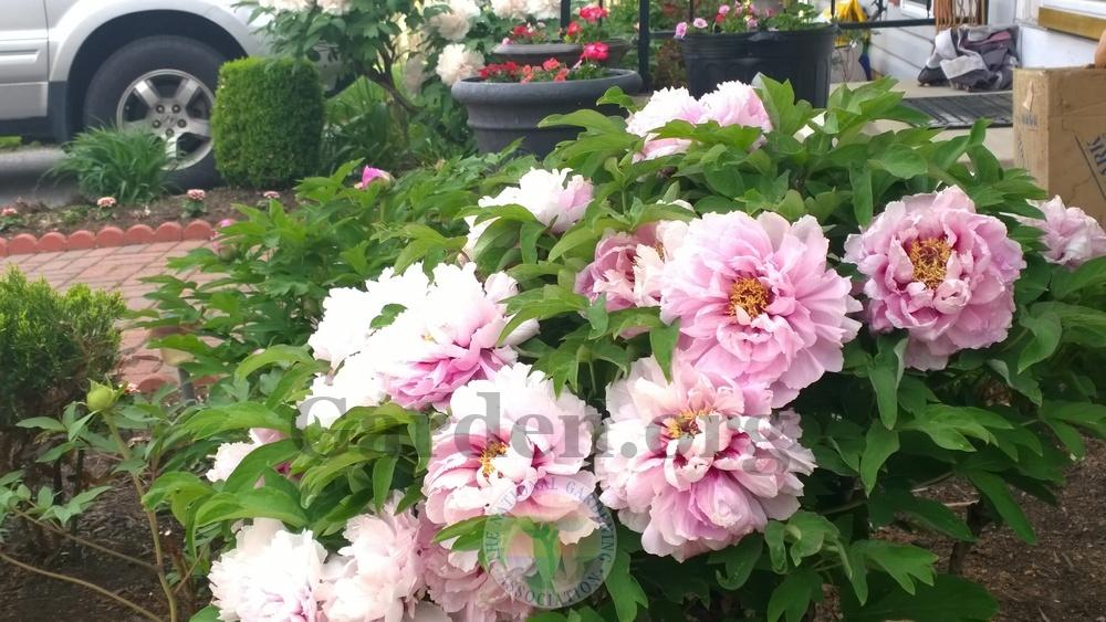 Peony Gardens in the Peonies forum - Garden.org
