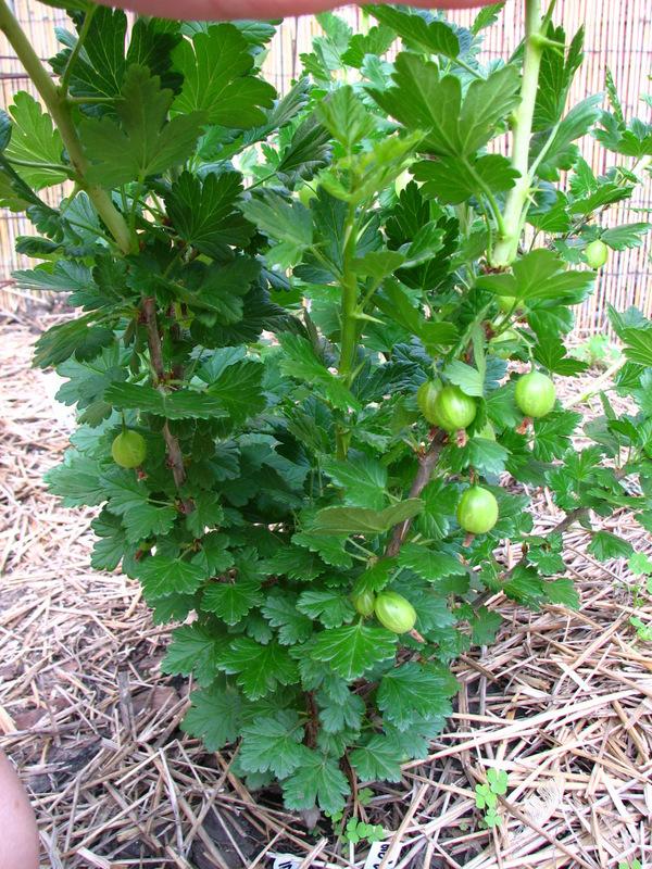 Gooseberry (Ribes uva-crispa var. reclinatum 'Invicta') in the Currants ...