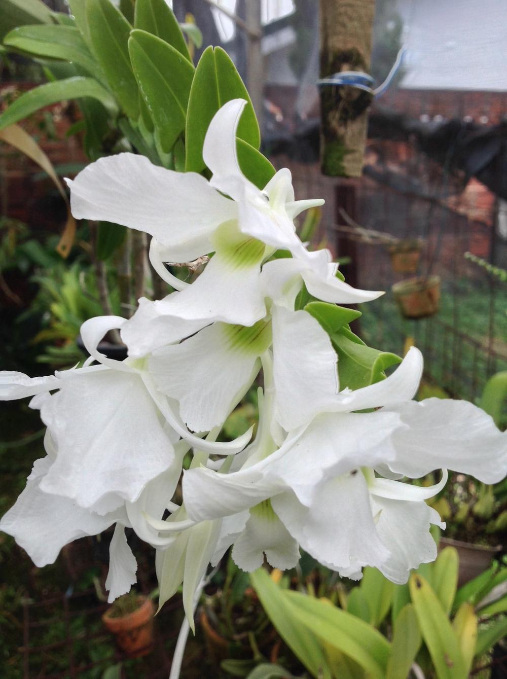 Orchid (Dendrobium dearei) - Garden.org