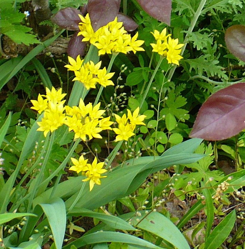 Photo of the bloom of Golden Garlic (Allium moly) posted by HemNorth ...
