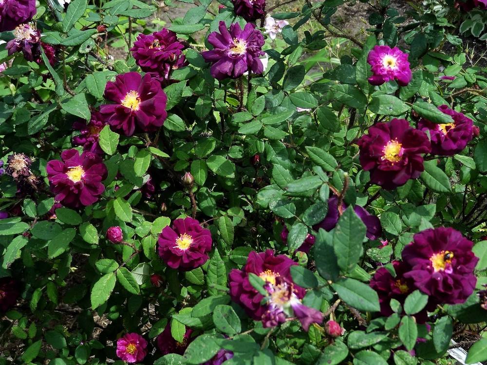 Rose (Rosa 'Nuits de Young') in the Roses Database - Garden.org