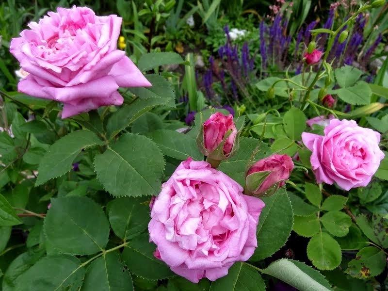 Photo of the bloom of Rose (Rosa 'Mrs. John Laing') posted by Orsola ...