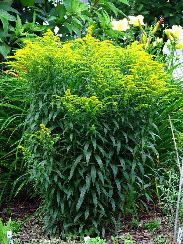 Photo of the entire plant of Dwarf Goldenrod (Solidago 'Baby Gold ...