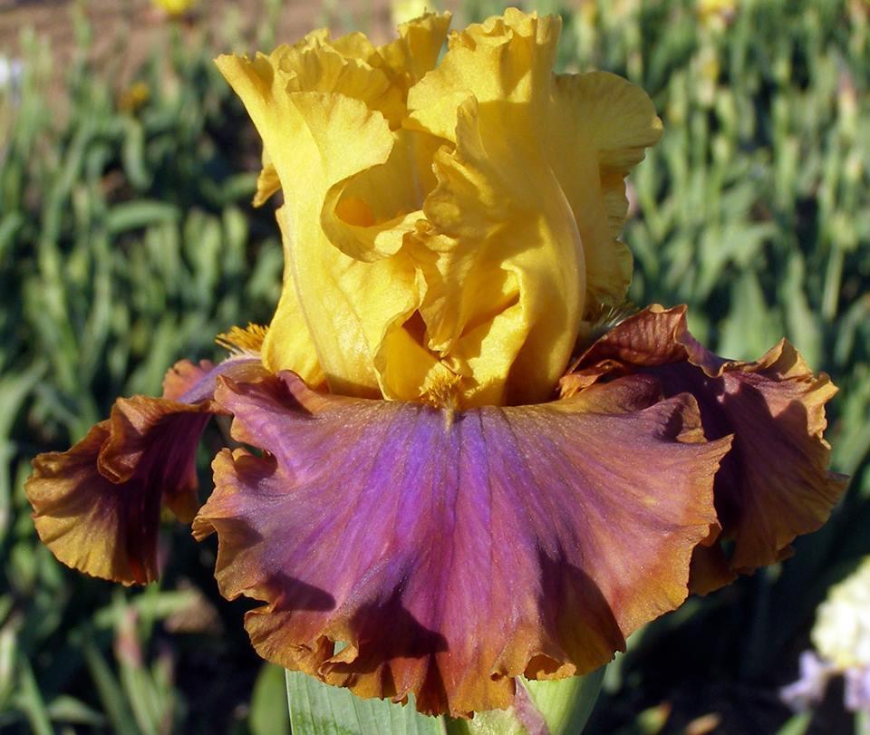 Sutton's Iris Gardens 2017 Intros in the Irises forum - Garden.org