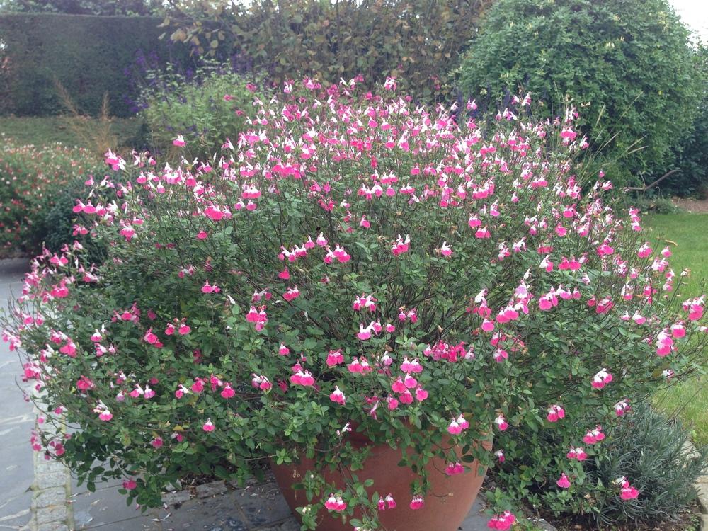 Salvia 'Pink Lips' in the Agastache and Salvias forum - Garden.org