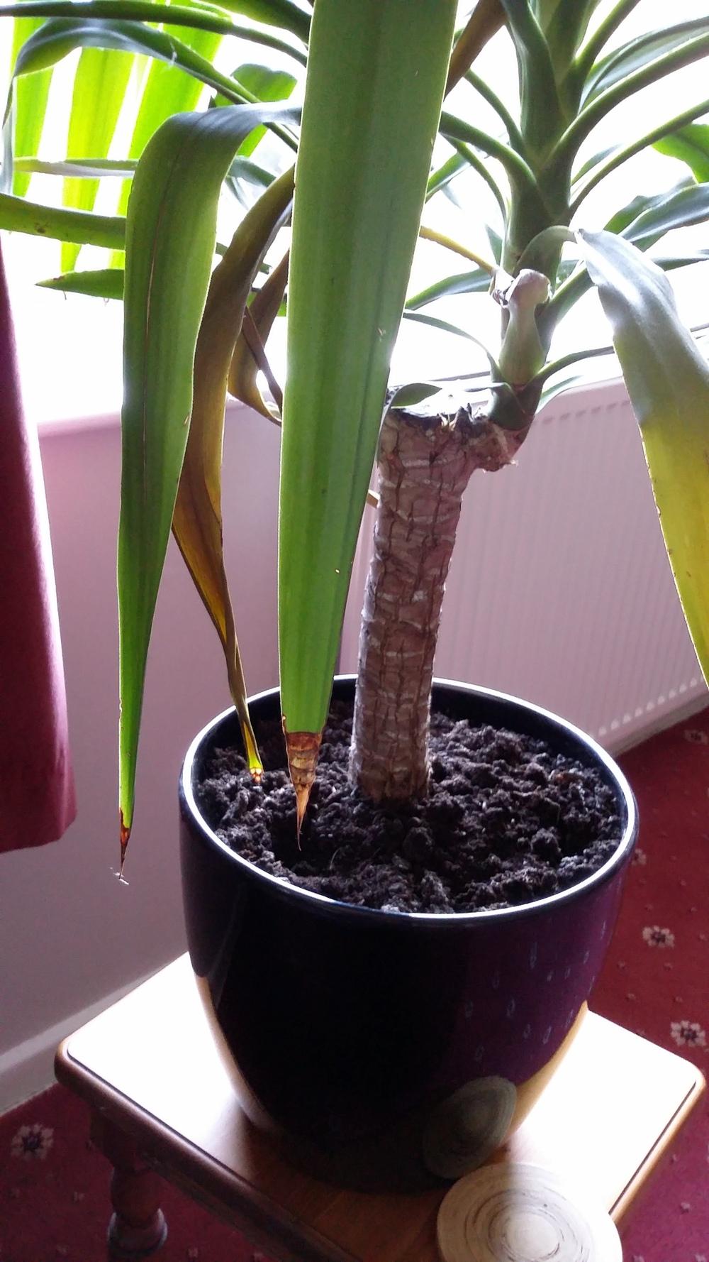 Yucca watering help in the Ask a Question forum - Garden.org