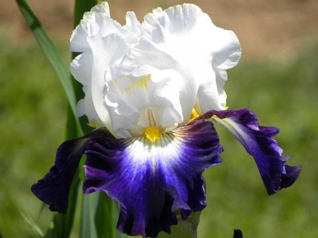 Tall Bearded Iris (Iris 'Opposites') in the Irises Database - Garden.org