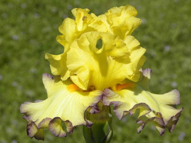Photo of the bloom of Tall Bearded Iris (Iris 'Ruby Moon') posted by ...