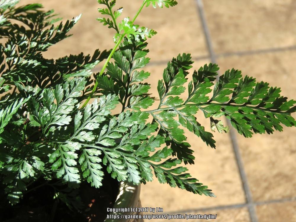 Photo of the leaves of White Rabbit's Foot Fern (Davallia tyermannii ...