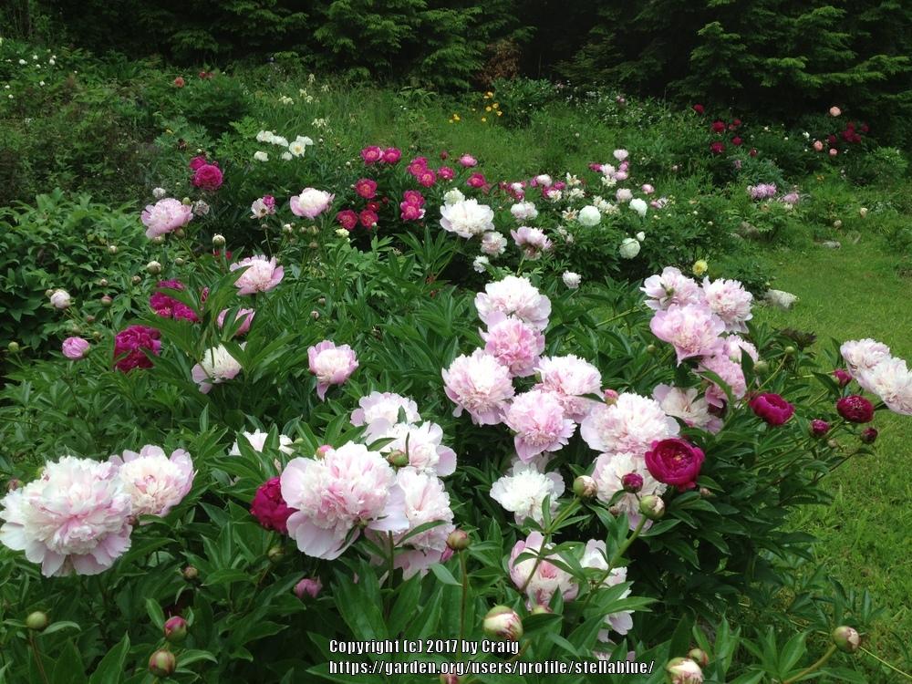 Peony Gardens in the Peonies forum - Garden.org