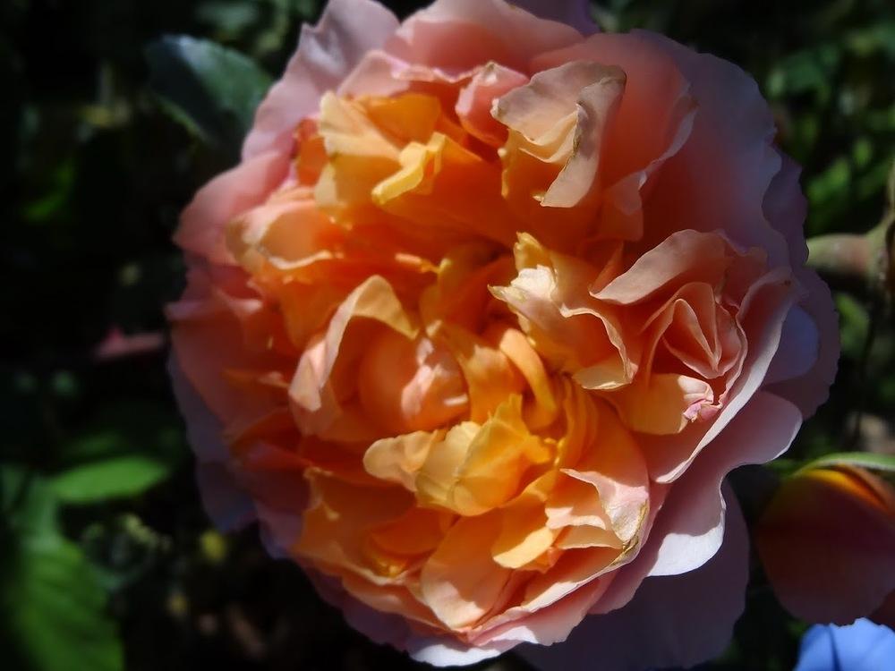Photo of the bloom of Rose (Rosa 'Versigny') posted by Orsola - Garden.org