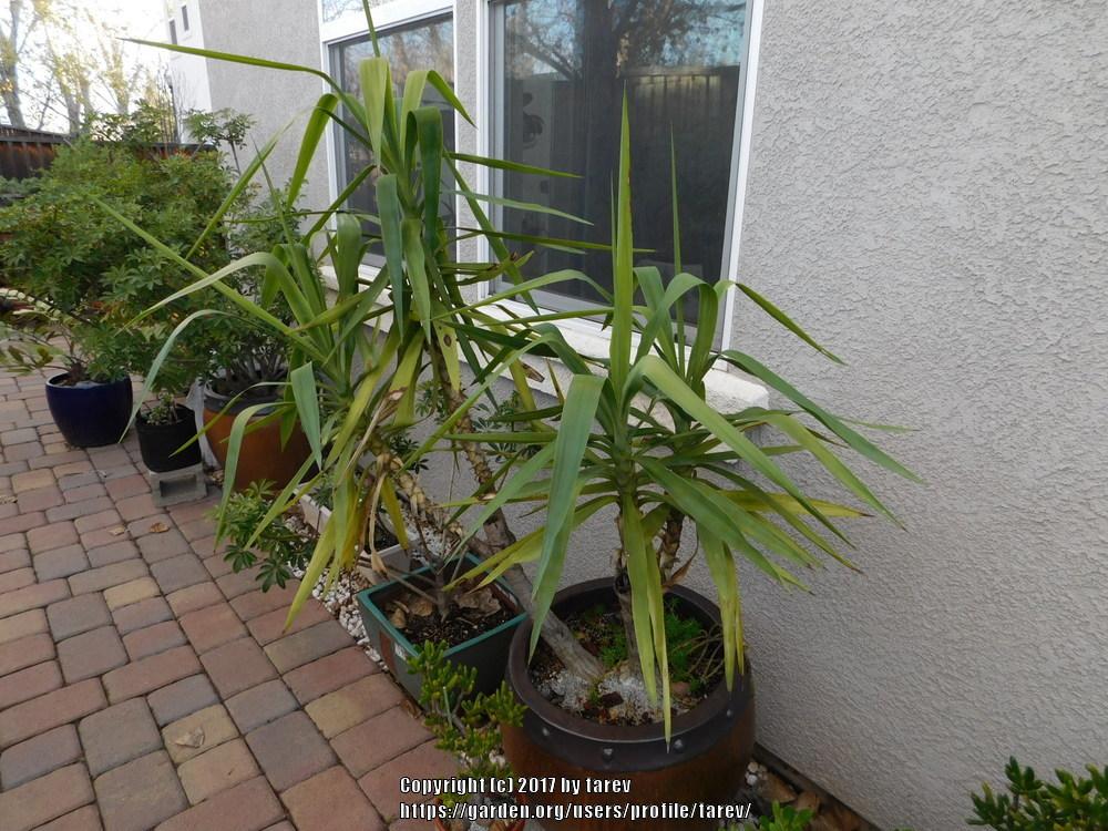 Yucca watering help in the Ask a Question forum - Garden.org