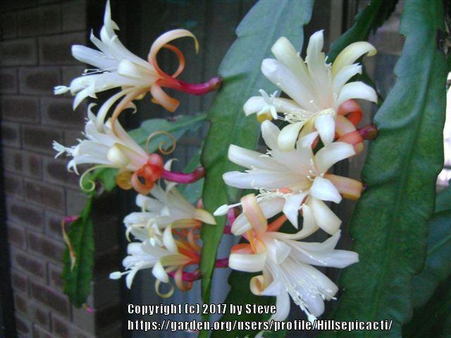 Hybrid Epiphyllum (Epiphyllum 'Gold Coin') in the Epiphyllum Database ...
