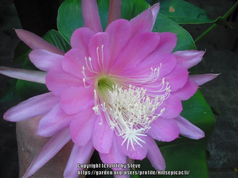 Epicactus (Epiphyllum 'Pink Elegance') in the Epiphyllum Database ...