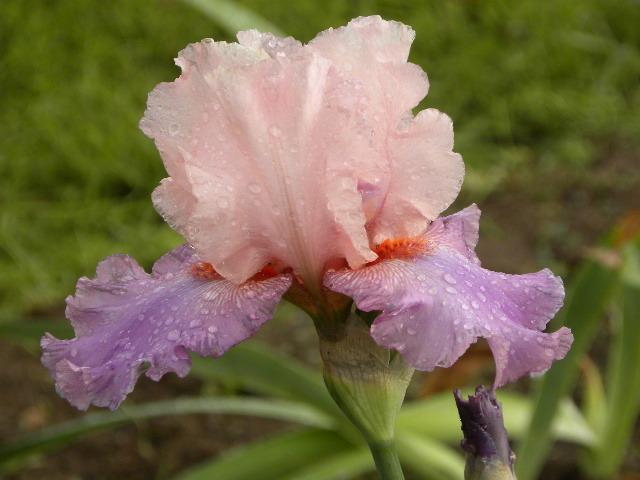 Photo of the bloom of Tall Bearded Iris (Iris 'Indian Sunrise') posted ...