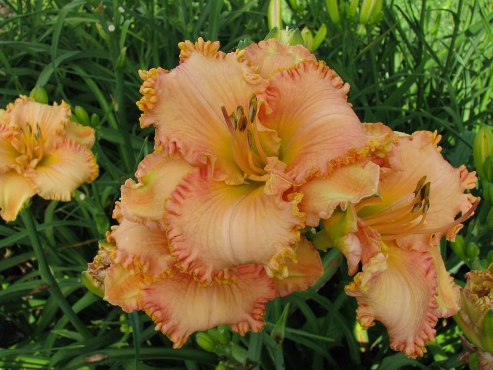 Daylily (Hemerocallis 'Lace and Leather Chaps') in the Daylilies Database - Garden.org