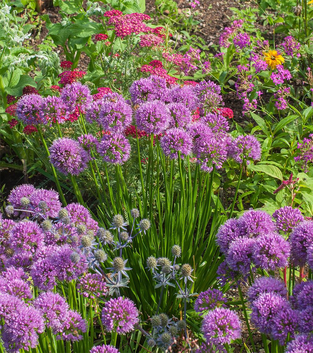 Photo of the entire plant of Ornamental Onion (Allium 'Millenium ...