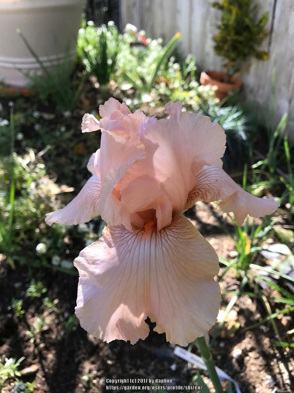 Tall Bearded Iris (Iris 'Pinkness') in the Irises Database - Garden.org