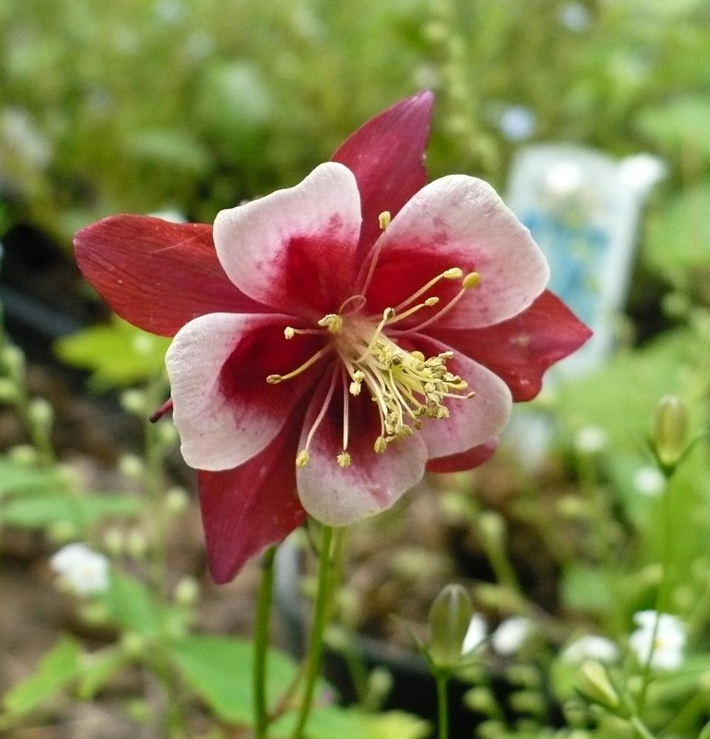 Photo of the bloom of Columbine (Aquilegia 'Songbird Cardinal') posted ...