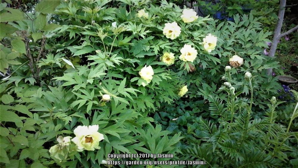 Photo of the entire plant of Lutea Hybrid Tree Peony (Paeonia 'High ...