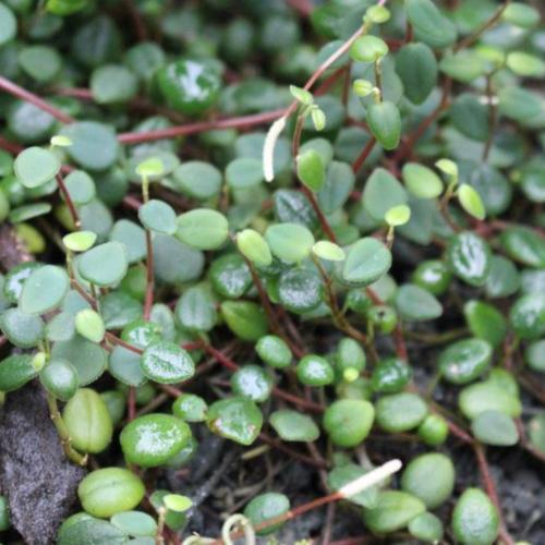 Peperomia perciliata - Garden.org