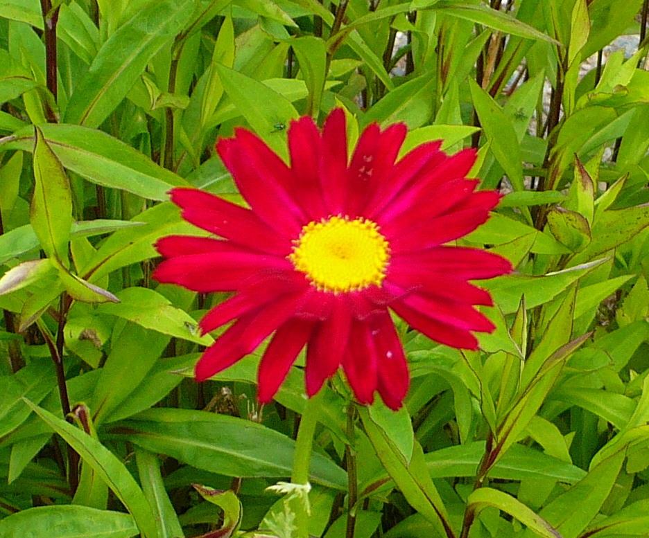 Photo of the bloom of Painted Daisy (Tanacetum coccineum 'Robinson's ...