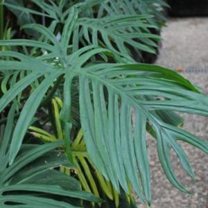 Skeleton Key Philodendron (Philodendron elegans) in the Philodendrons ...