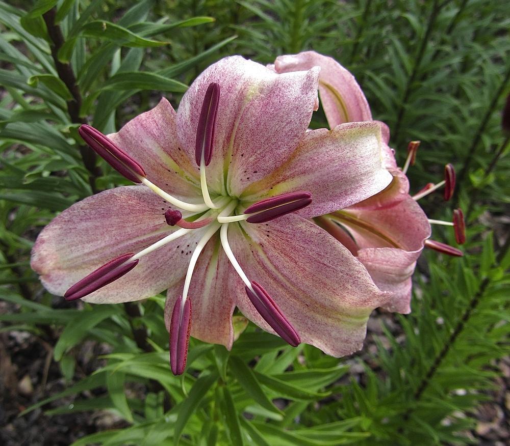 Unusual Coloured or Patterned Lilies in the Lilies forum - Garden.org