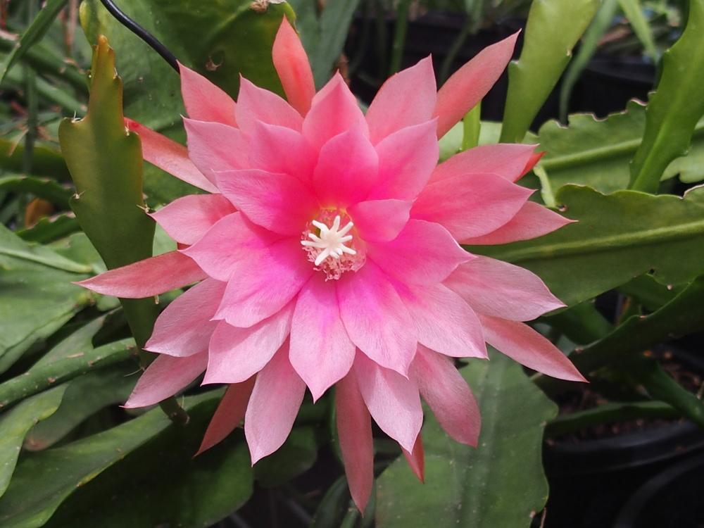 Photo of the bloom of Hybrid Epiphyllum (Epiphyllum 'Pink Flamingos ...