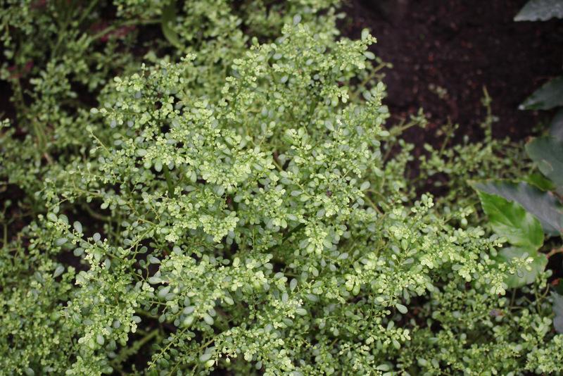 Pilea serpyllifolia - Garden.org