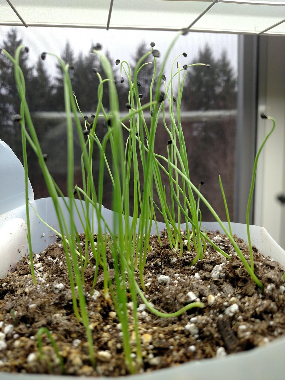 Photo of the seedling or young plant of Onion (Allium cepa 'Mako ...