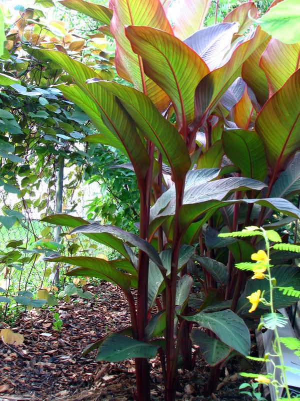 Photo of the entire plant of Indian Shot (Canna indica 'Red Stripe ...
