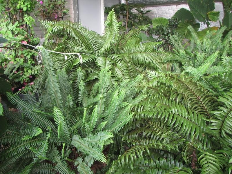 Ferns in the greenhouse in the Tropicals forum - Garden.org