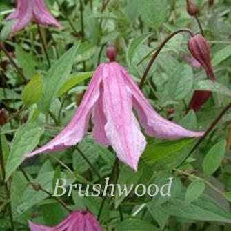 Clematis (Clematis integrifolia 'Pink Delight') in the Clematis ...