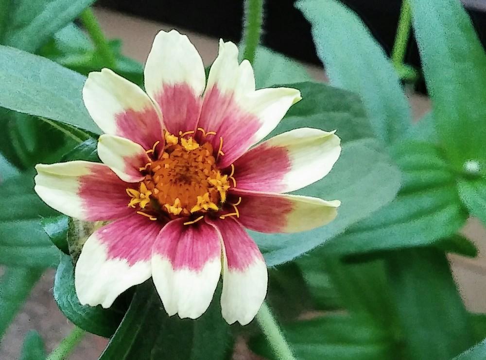 Photo of the bloom of Mexican Zinnia (Zinnia haageana) posted by Jai ...