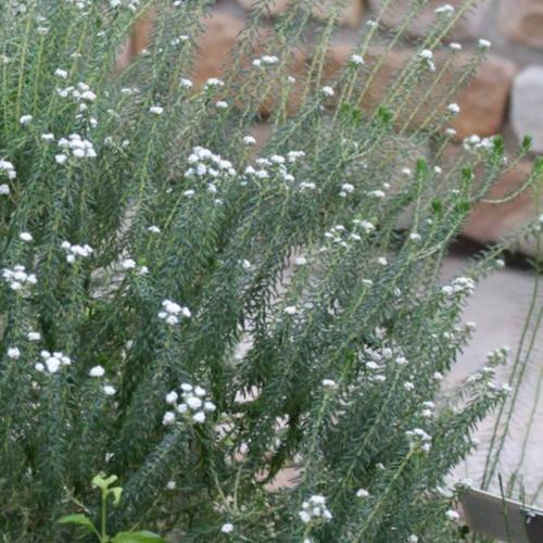 Phylica ericoides - Garden.org