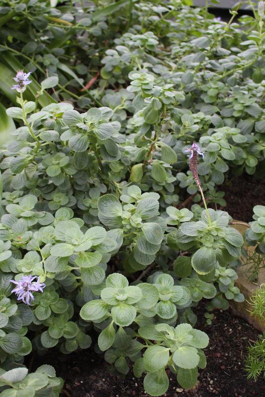 Photo of the entire plant of Blue Coleus (Coleus neochilus) posted by ...