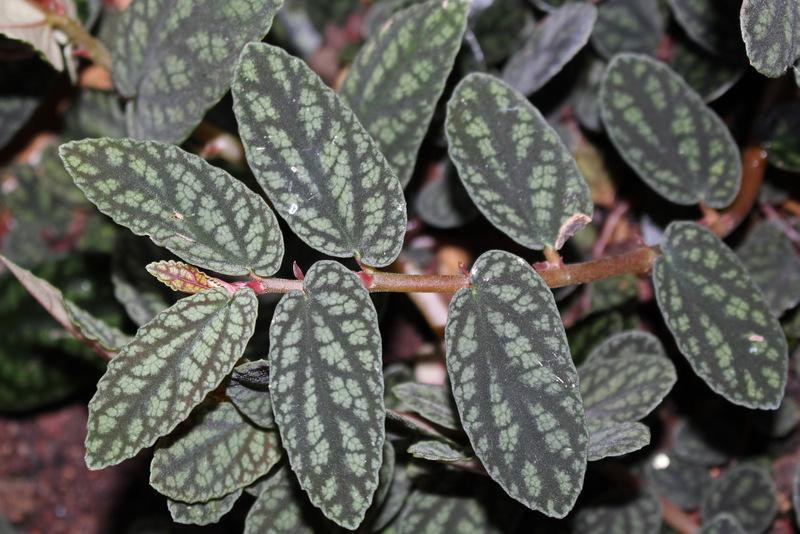 Photo of the leaves of Rainbow Vine (Procris repens) posted by ...