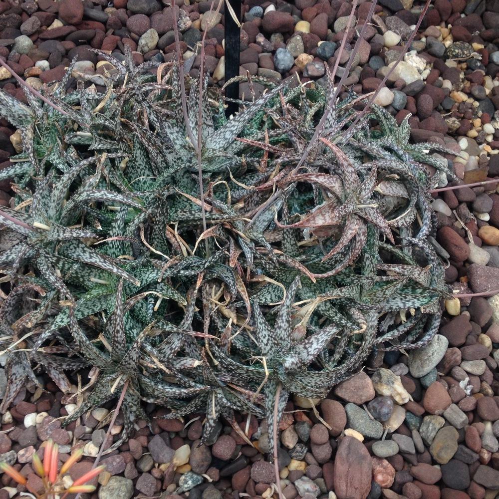 Photo of the entire plant of Aloe (Aloe rauhii 'Snowflake') posted by ...