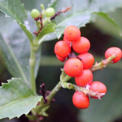 Sarcandra (Sarcandra glabra) - Garden.org