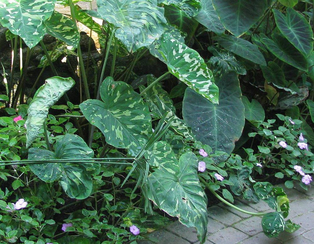 Photo of the entire plant of Elephant Ears (Caladium praetermissum ...