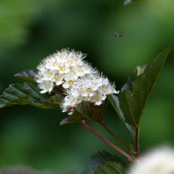 Ninebarks: Plant Care and Collection of Varieties (National Gardening ...