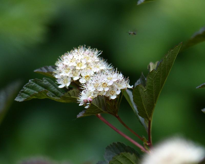 Ninebarks: Plant Care and Collection of Varieties - Garden.org