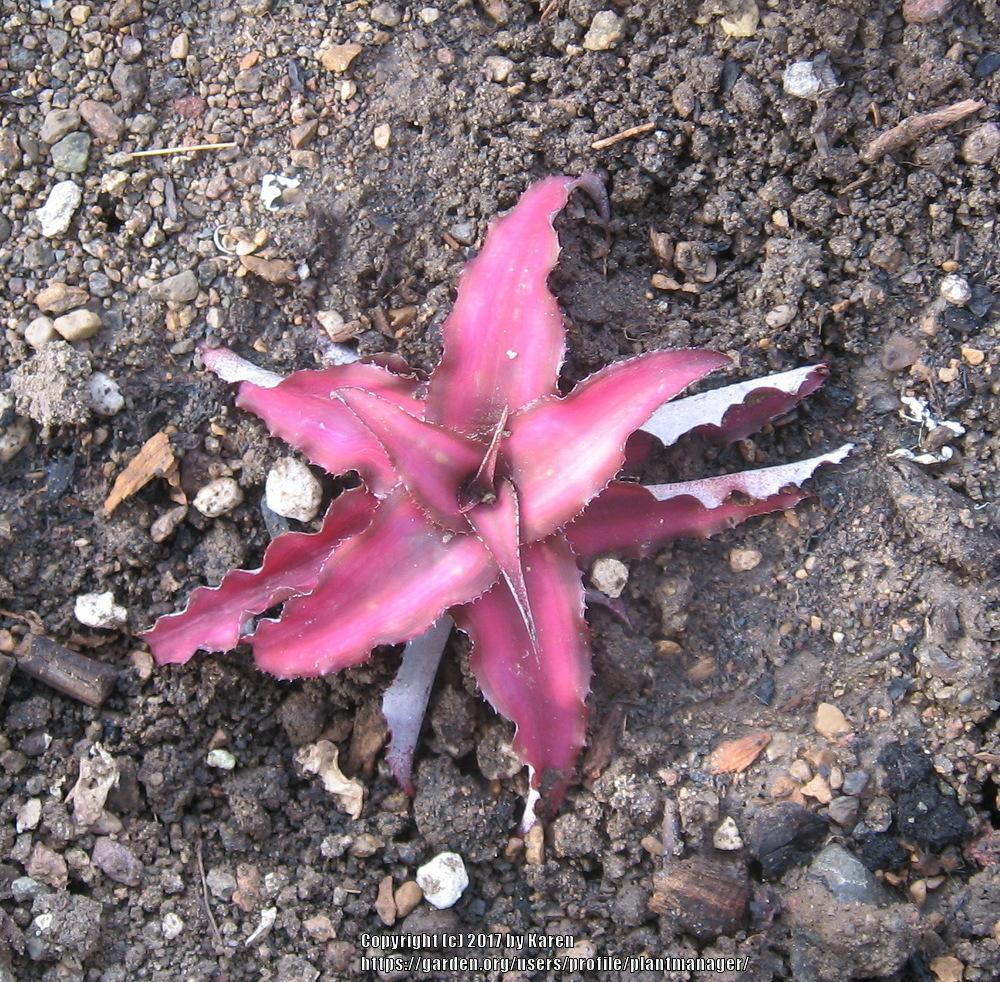 Earth Star (Cryptanthus 'Ruby Red') - Garden.org