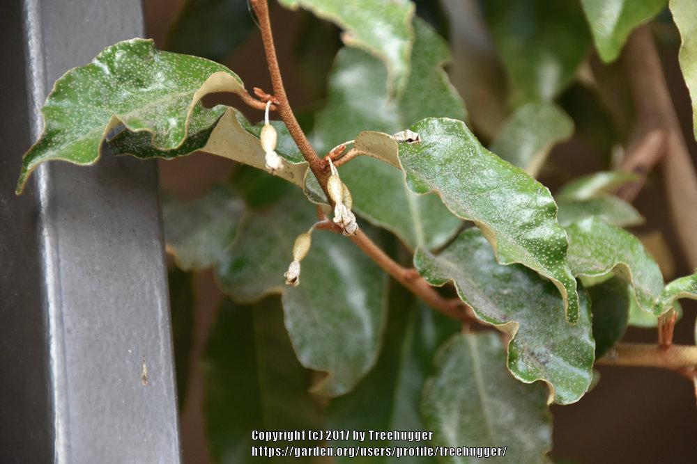 Silverthorn (Elaeagnus pungens 'Fruitlandii') - Garden.org