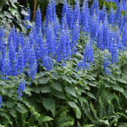 Blue Plectranthus (Plectranthus thyrsoideus) - Garden.org